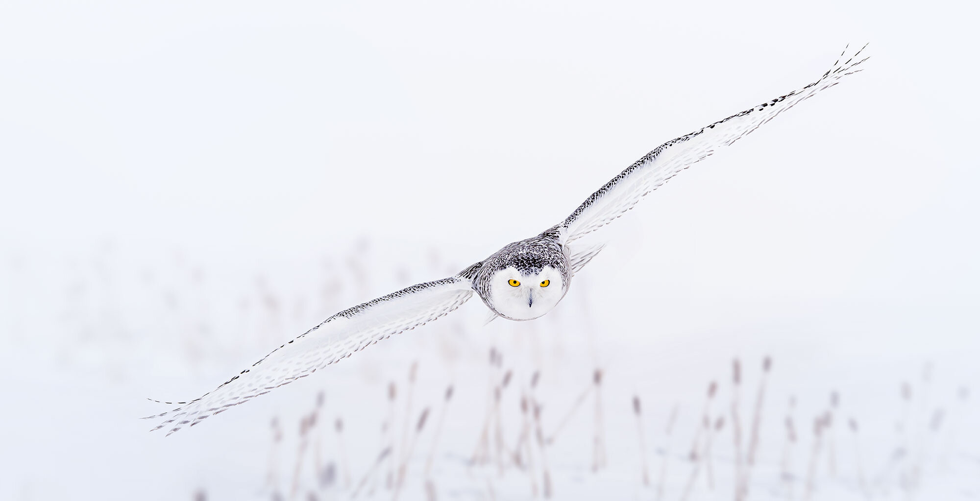 SCHWIND ATOS® – the evolution of possibilities | SCHWIND - Schwind